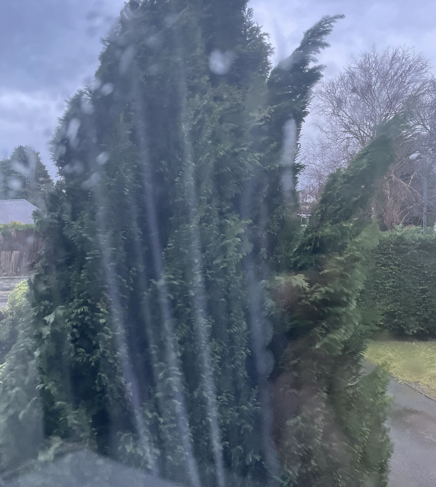 Cockroaches And Butterflies – Pure and Simple